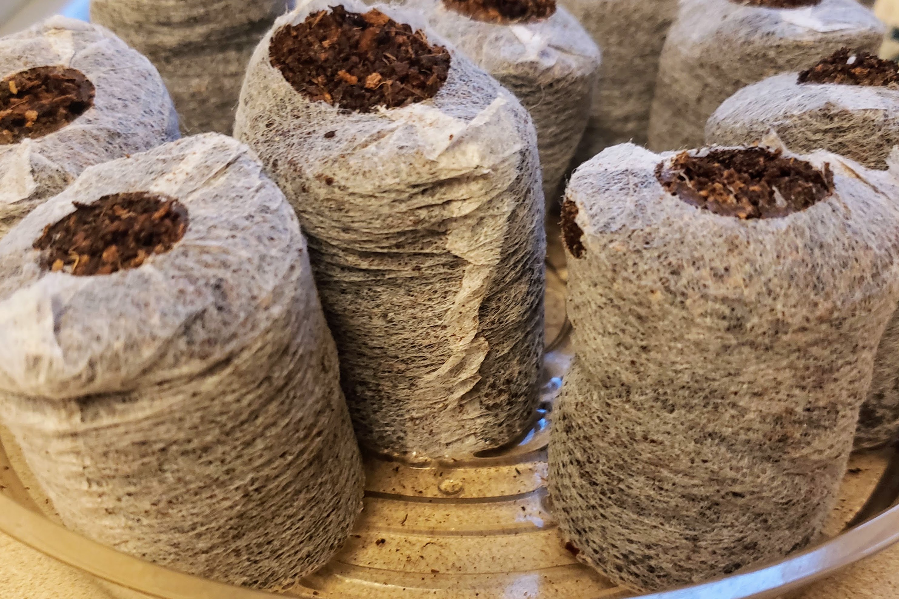 How to use Coconut Coir to Start Seeds – Em Anderson Writing