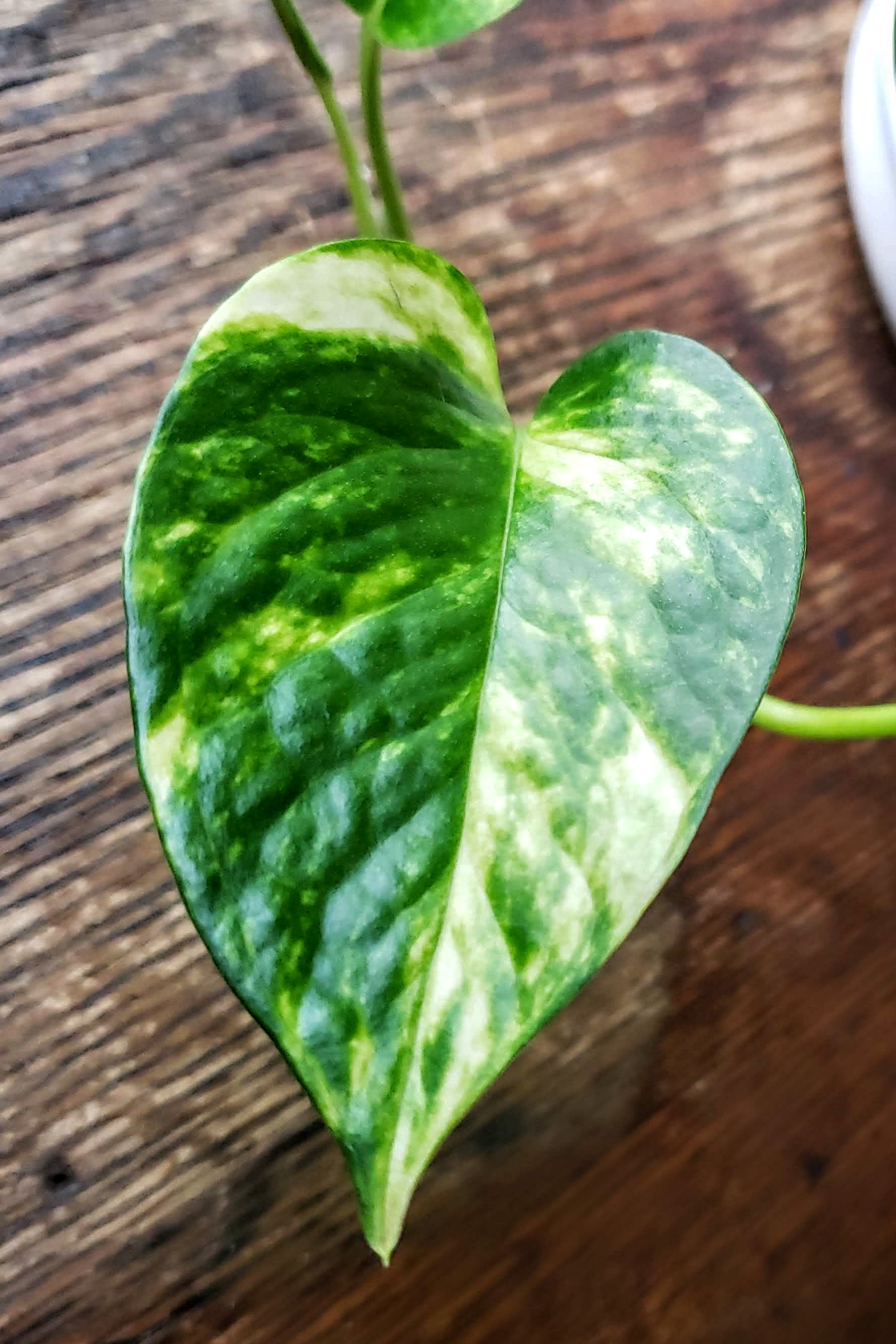 How to Care for a Pothos – Em Anderson Writing