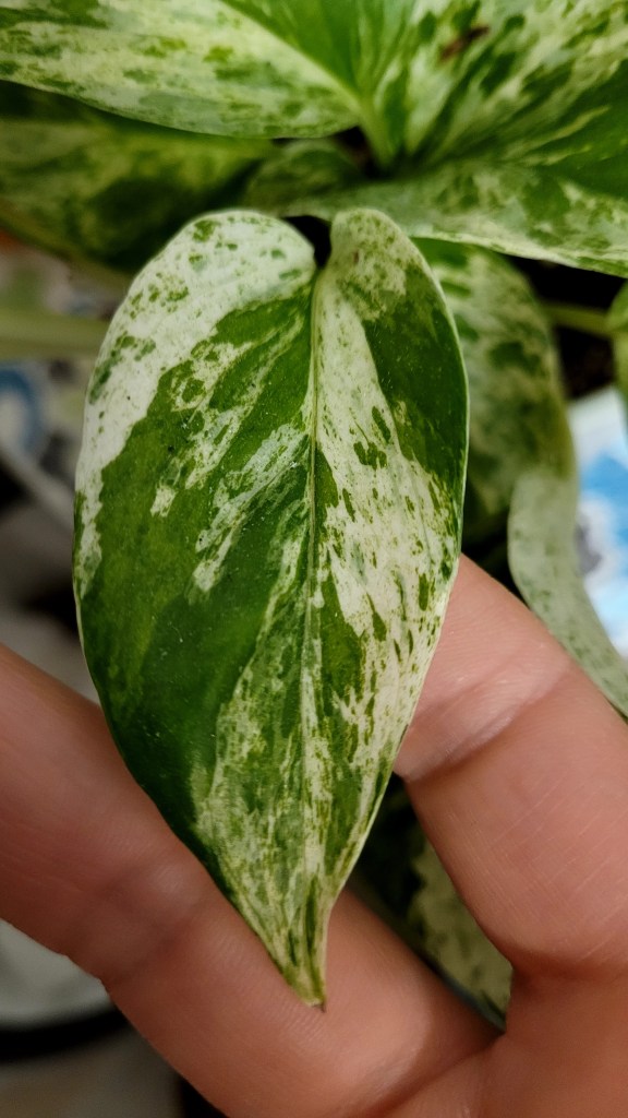 How to Care for a Pothos – Em Anderson Writing